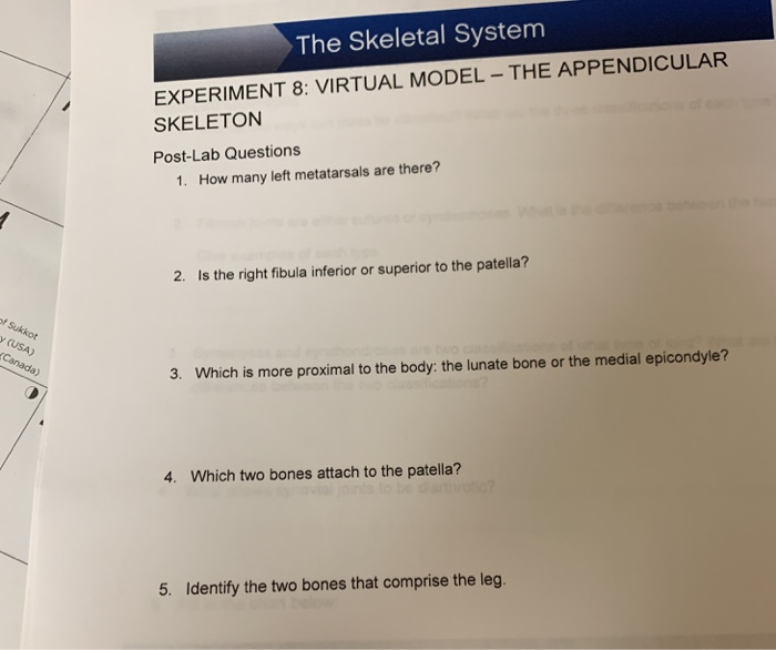 Solved The Skeletal System EXPERIMENT 8: VIRTUAL MODEL - THE | Chegg.com