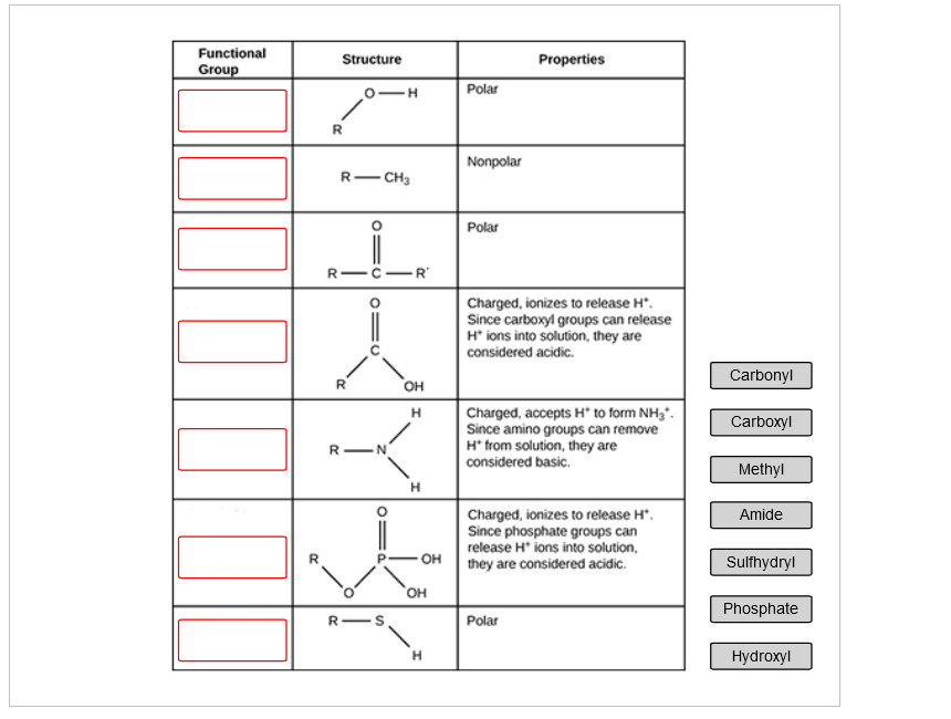 Solved Match the terms with the proper functional group | Chegg.com