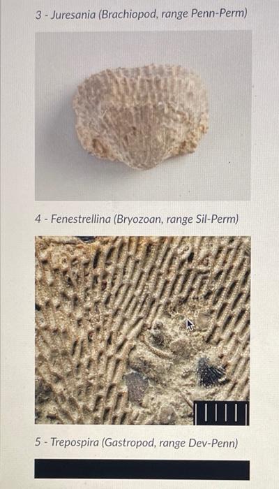 Solved Era Period Fossil Assemblage 1. Determine the | Chegg.com