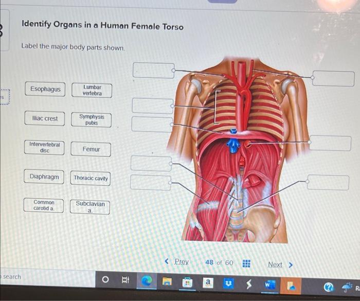 [Solved]: search Identify Organs in a Human Female Torso La