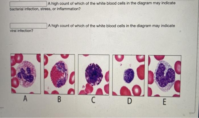 Solved Identify this tissue. Name one characteristic of this | Chegg.com