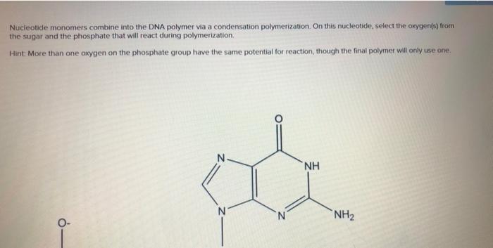 Solved Nucleotide monomers combine into the DNA polymer via | Chegg.com