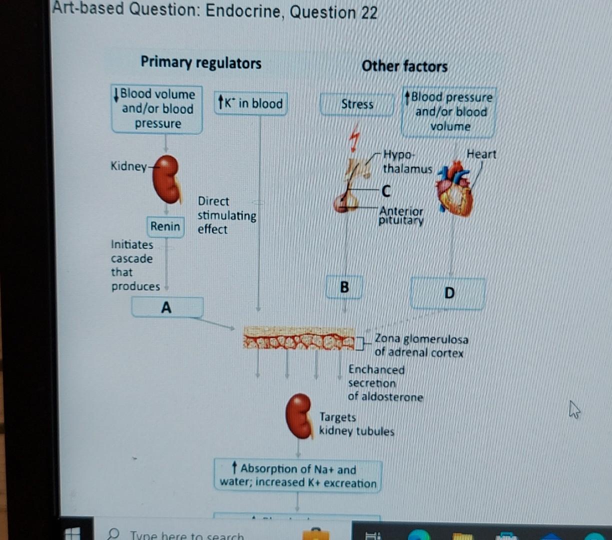 Solved Art-based Question: Endocrine, Question 22 | Chegg.com