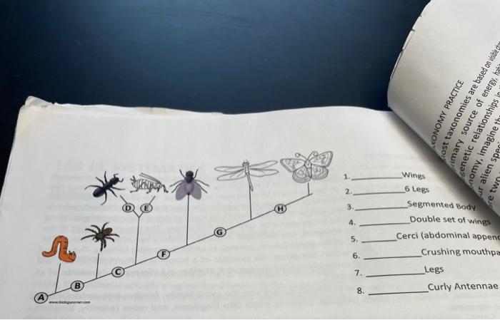 Solved 1. Wines 2. 6 Legs 3. Segmented Body A. Double set of | Chegg.com