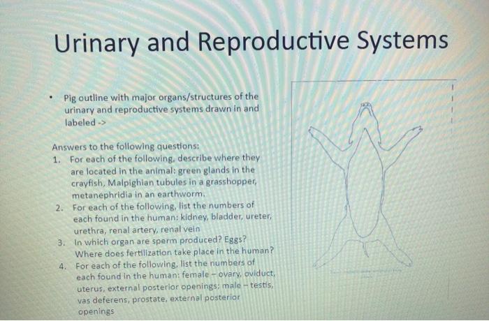 Solved Urinary and Reproductive Systems Pig outline with | Chegg.com
