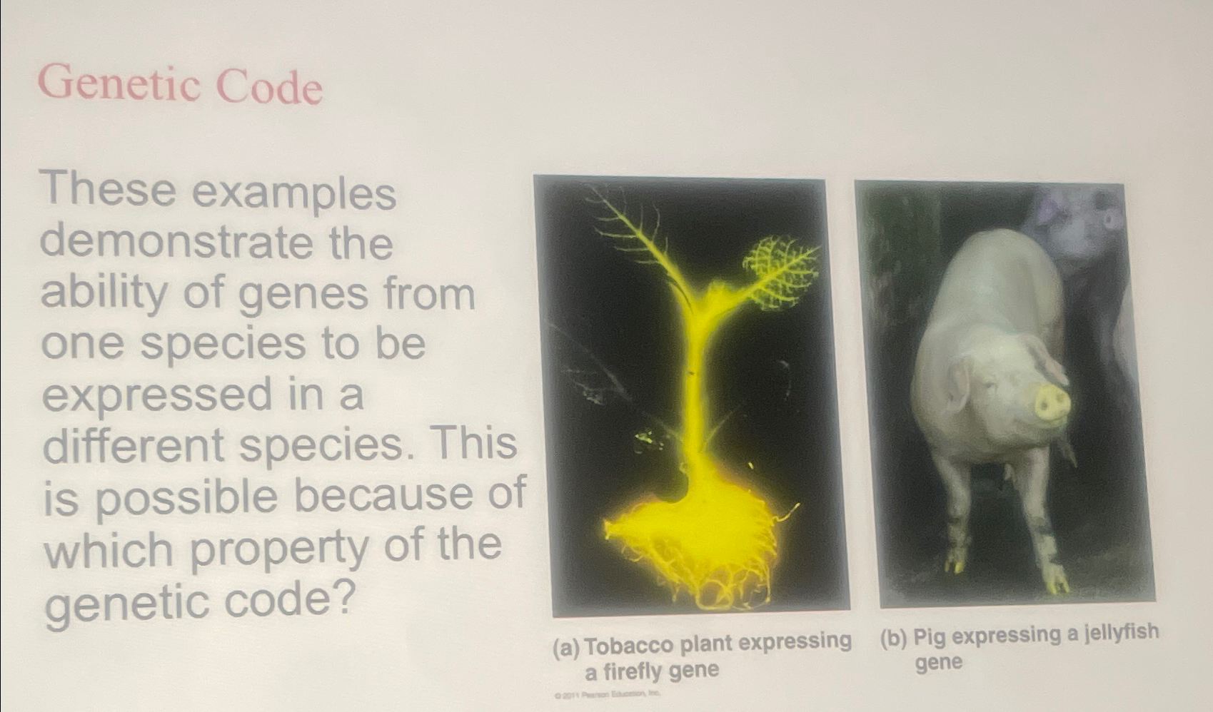 Solved Genetic CodeThese examples demonstrate the ability of | Chegg.com