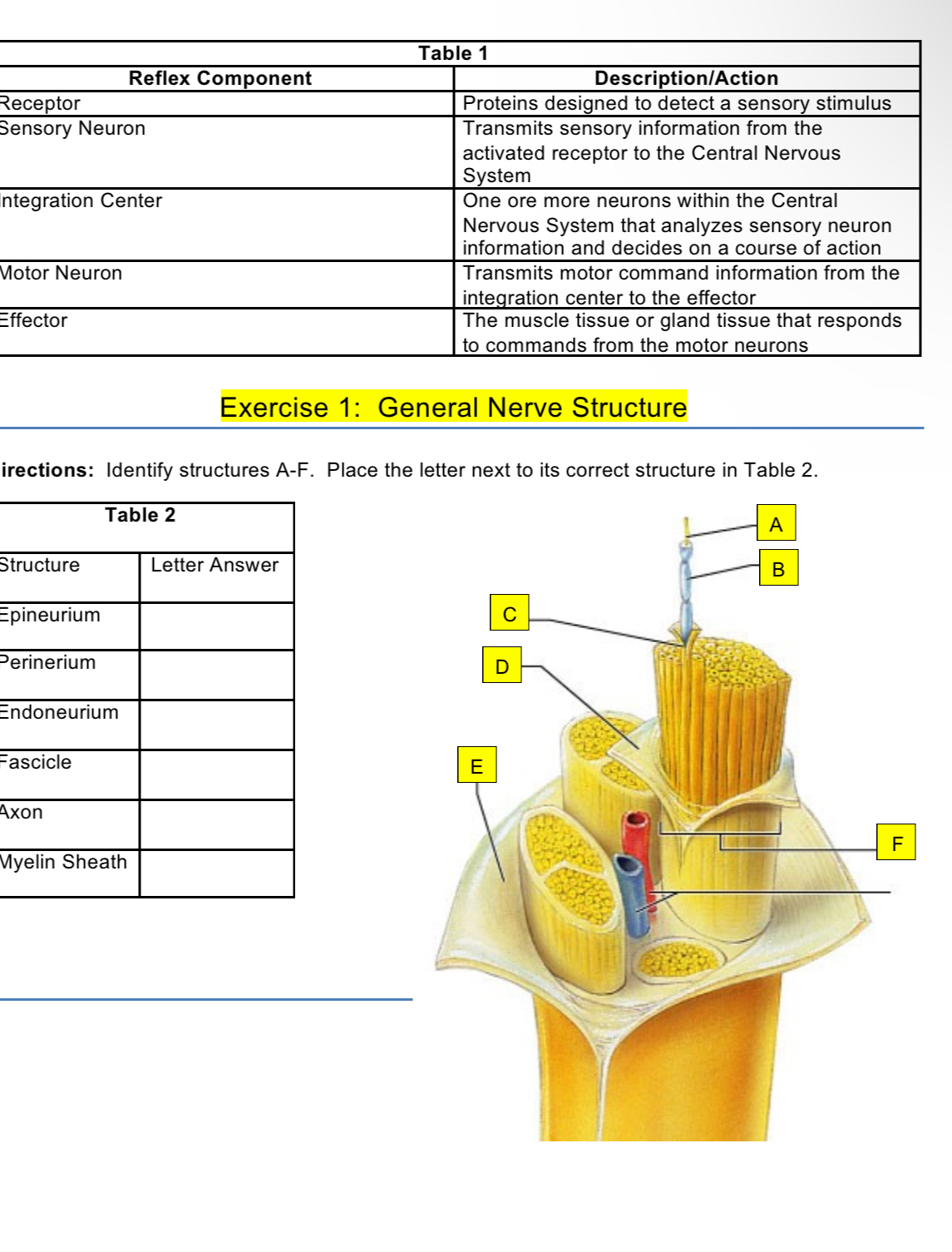 Solved \table[[Table 1],[Reflex | Chegg.com