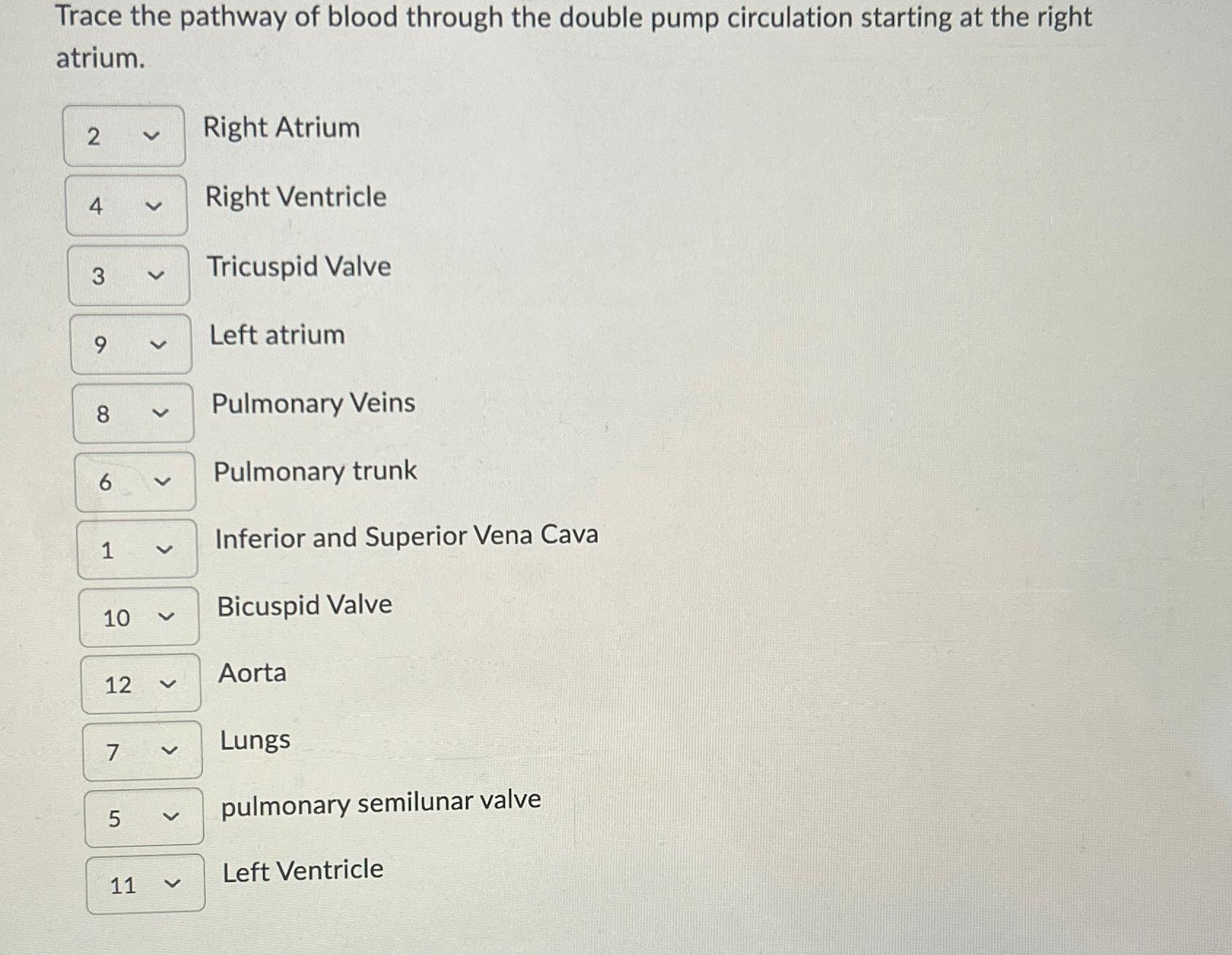 Solved Trace the pathway of blood through the double pump | Chegg.com