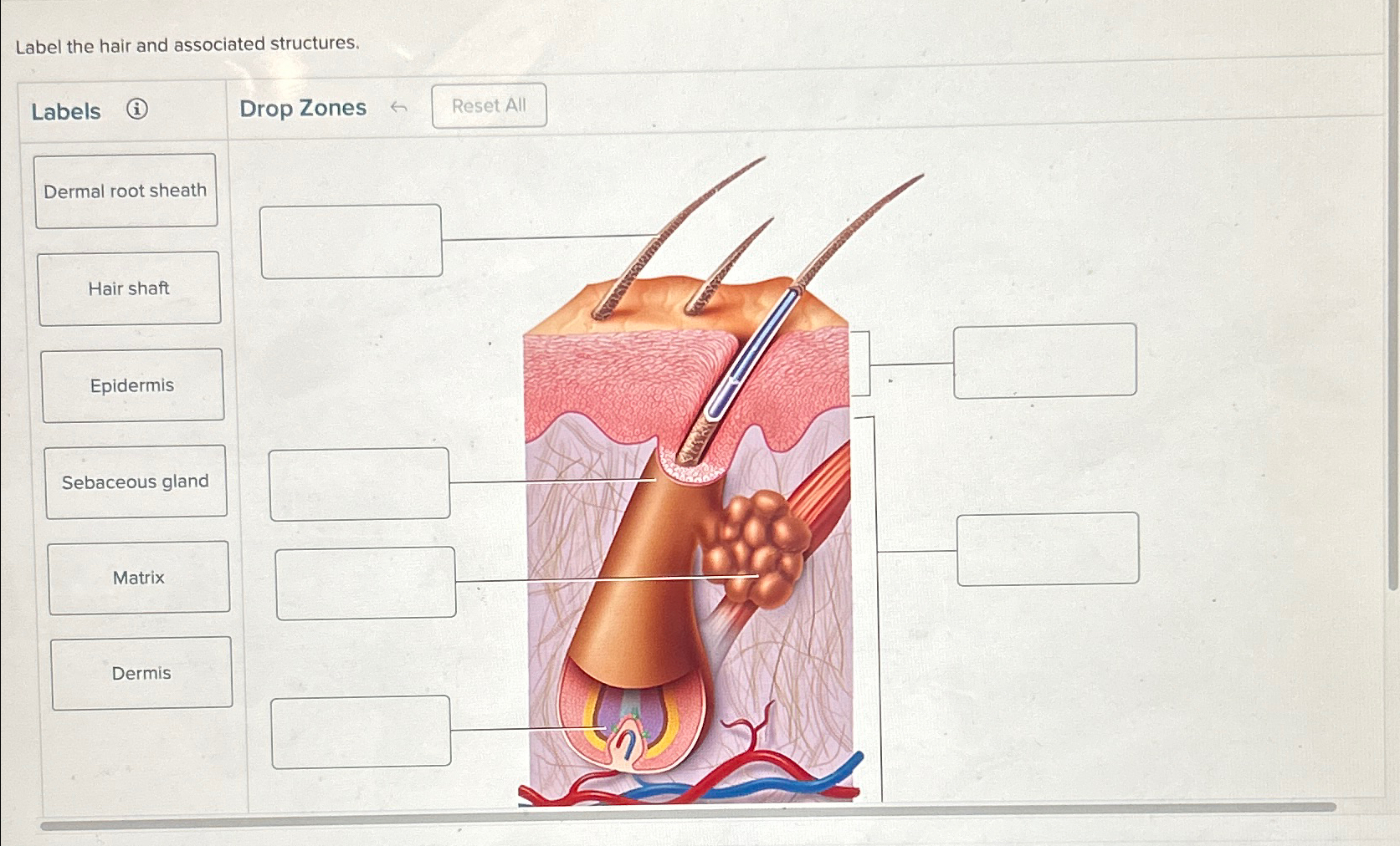Solved Label the hair and associated structures. | Chegg.com