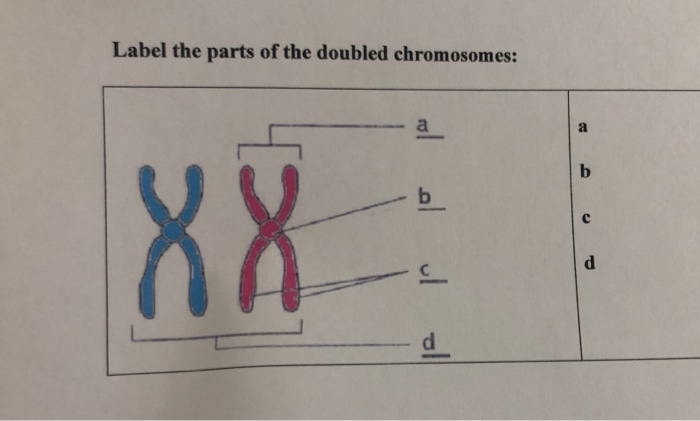 Solved CELL ANATOMY Label the parts of a generalized animal | Chegg.com