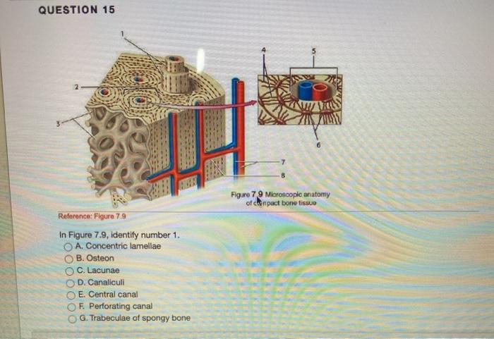 Solved QUESTION 15 VI Figure 7 9 Microscopic anatomy of | Chegg.com