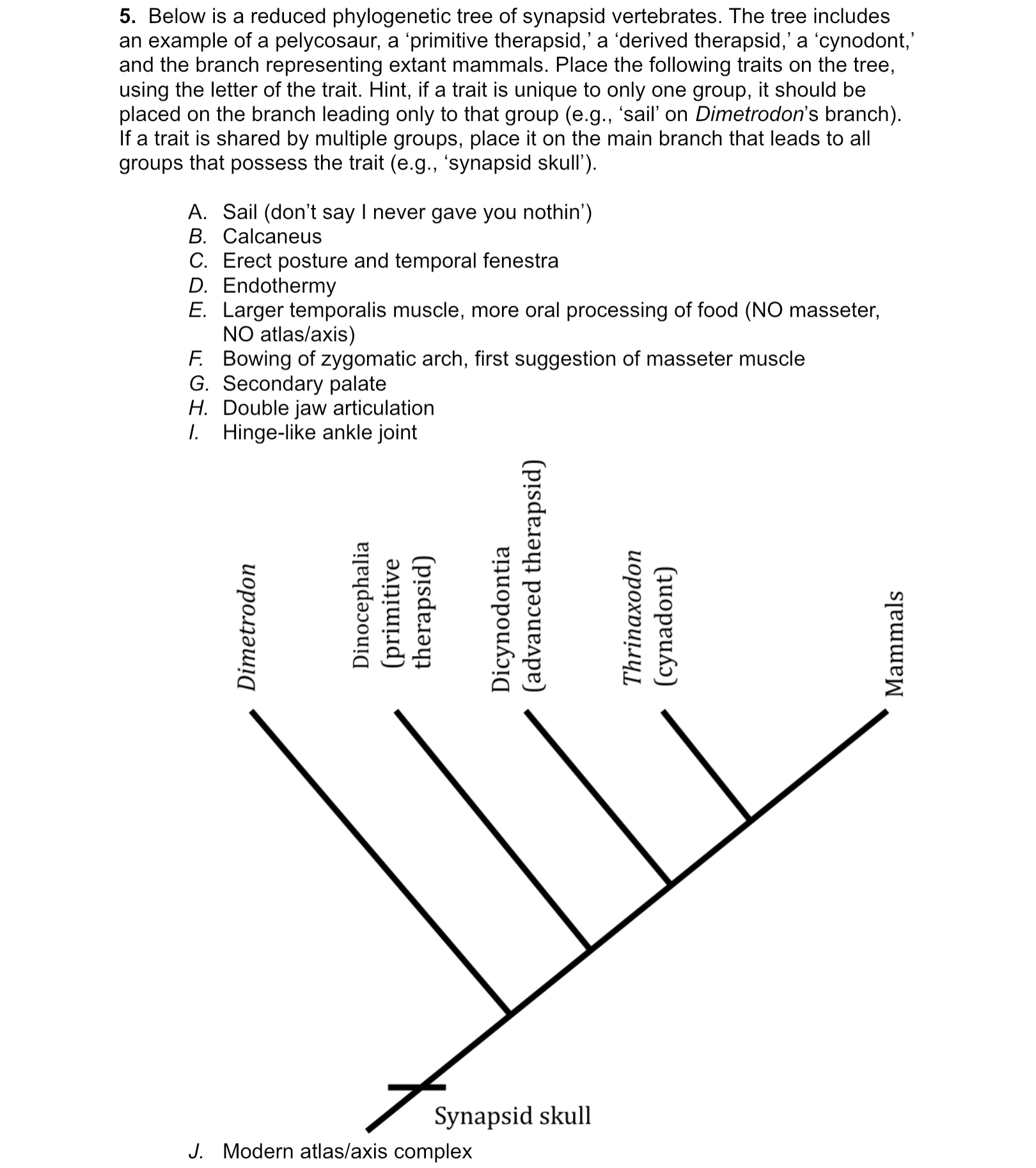 Solved Below is a reduced phylogenetic tree of synapsid | Chegg.com