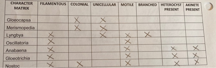 CHARACTER MATRIX FILAMENTOUS COLONIAL UNICELLULAR | Chegg.com