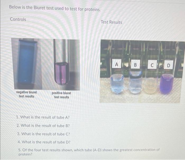 Solved Below is the Biuret test used to test for proteins. | Chegg.com