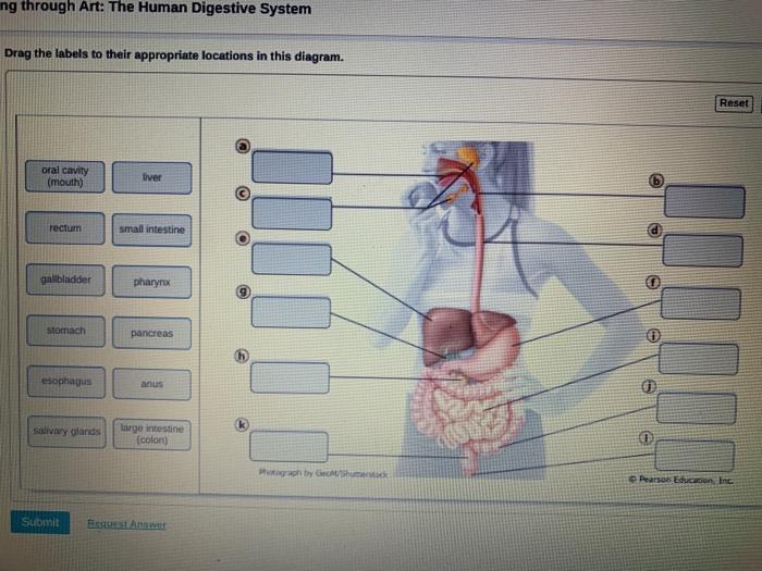 Solved ing through Art: The Human Digestive System Drag the | Chegg.com