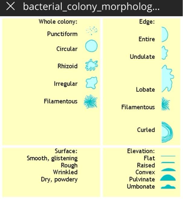 Solved Refer to the colony morphology chart in the link | Chegg.com