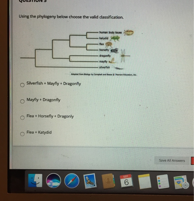 Solved QUESTIONS Using the phylogeny below choose the valid | Chegg.com