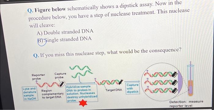 Solved Q. Figure below schematically shows a dipstick assay. | Chegg.com