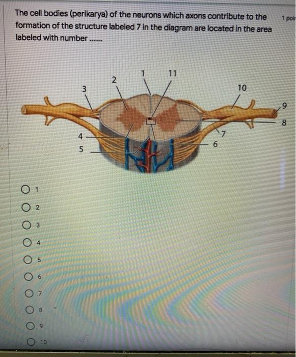 Solved 1 poi The cell bodies (perikarya) of the neurons | Chegg.com