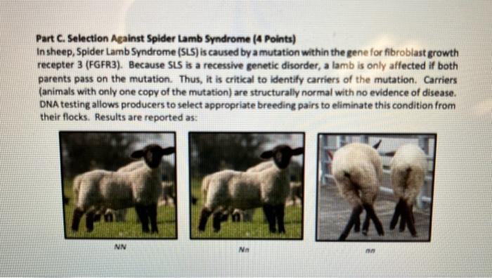 Solved Part C. Selection Against Spider Lamb Syndrome (4 | Chegg.com