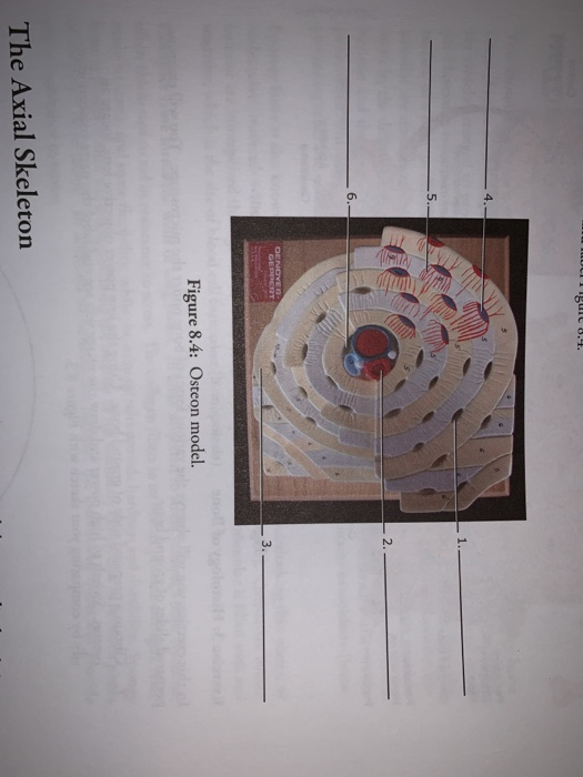 Solved guie 8.1. 4 .5. 2. 6. DENOYER- GEPPERT 3. Figure 8.4: | Chegg.com