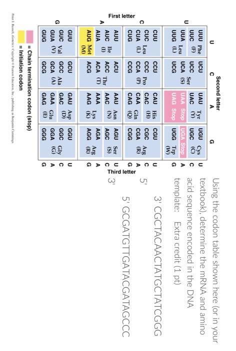 Solved = Chain termination codon (stop) = Initiation codon | Chegg.com