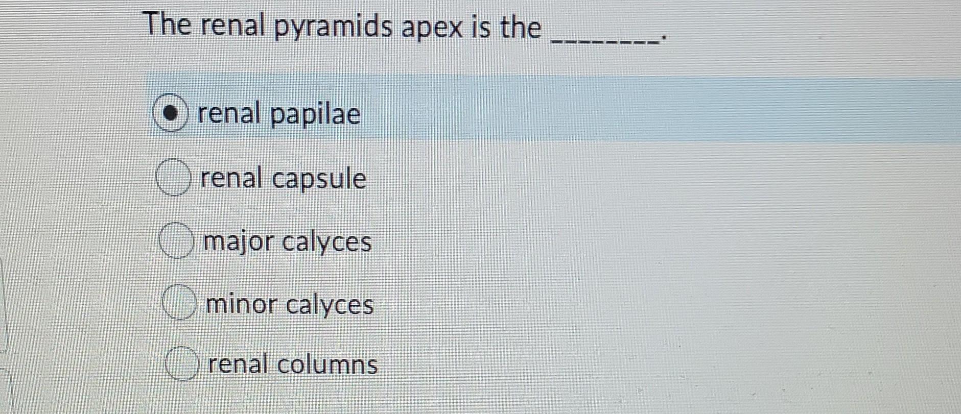 Solved The renal pyramids apex is the renal papilae renal | Chegg.com