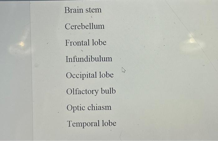 Solved INFERIOR VIEW OF THE HUMAN BRAIN fill in the blanks | Chegg.com