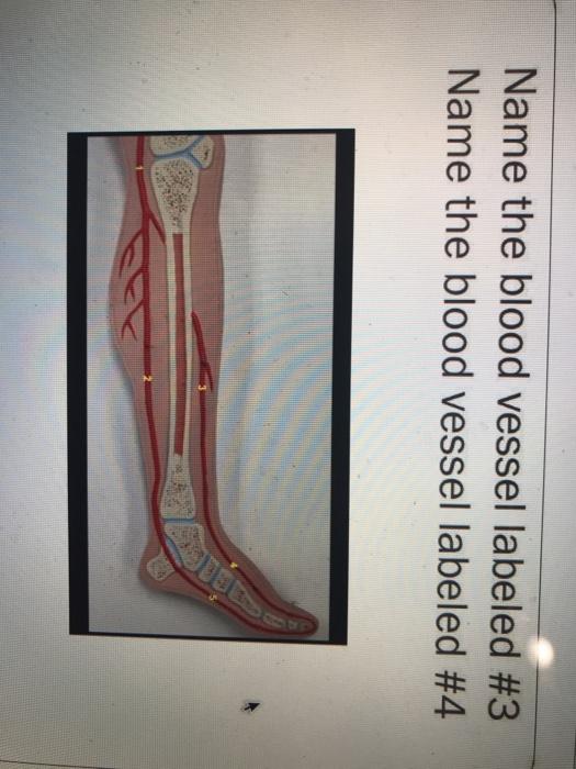 Solved Name the blood vessel labeled #3 Name the blood | Chegg.com
