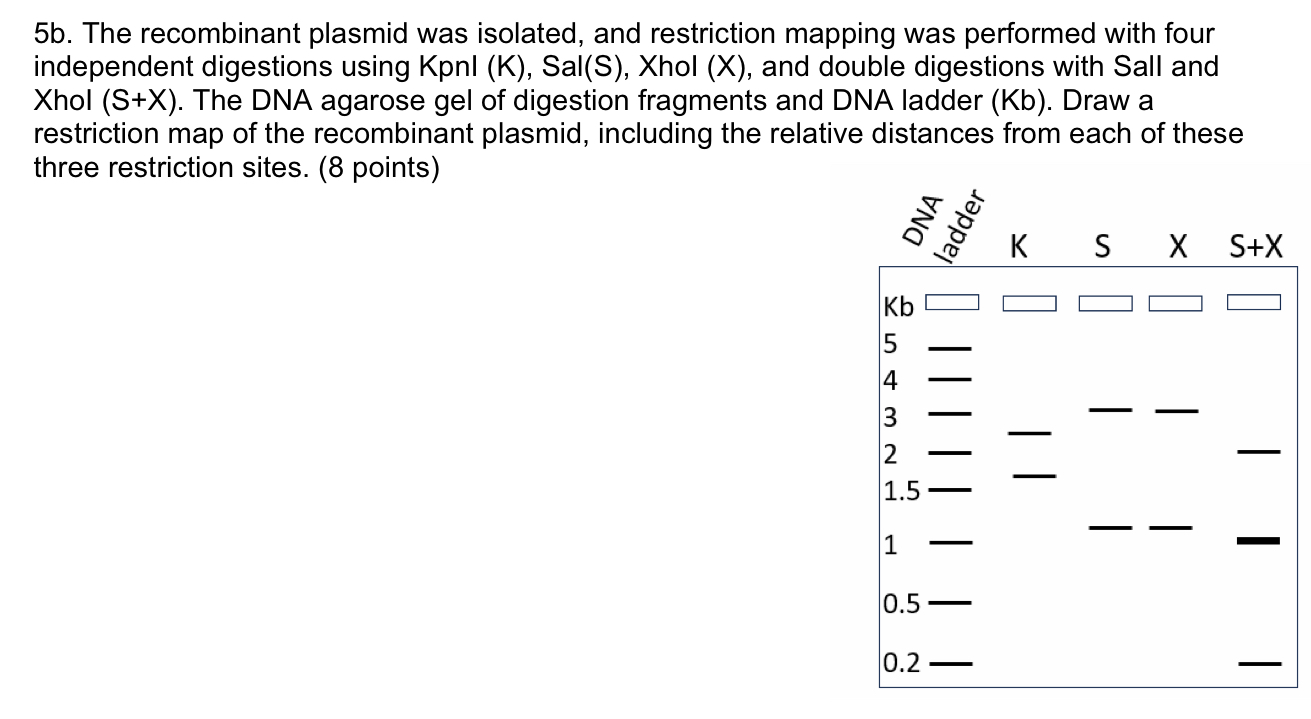 Solved The recombinant plasmid was isolated, and restriction | Chegg.com