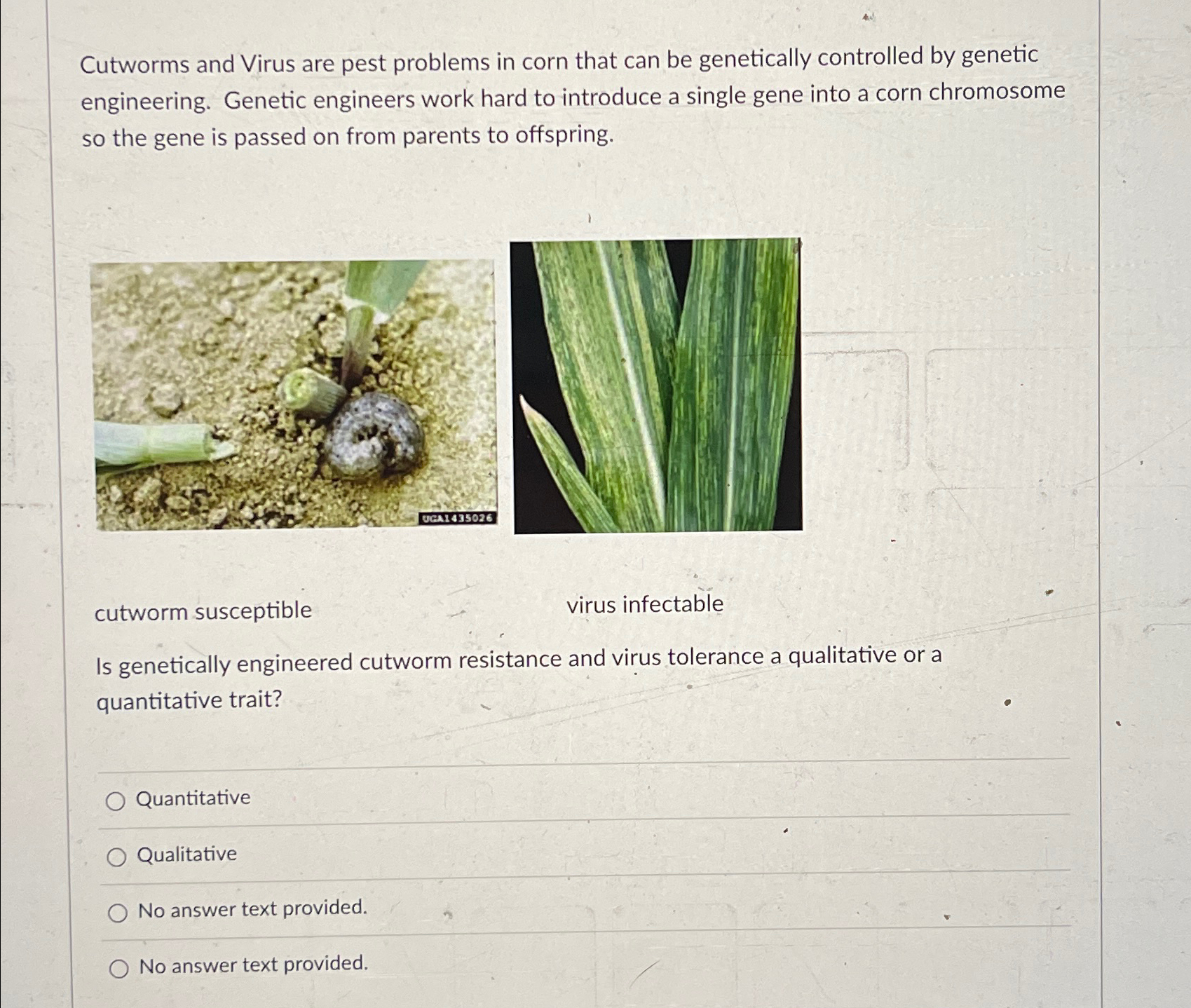 Solved Cutworms and Virus are pest problems in corn that can | Chegg.com