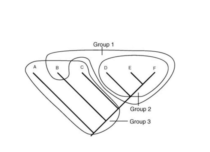 Solved identify what is there group (monophyletic, | Chegg.com