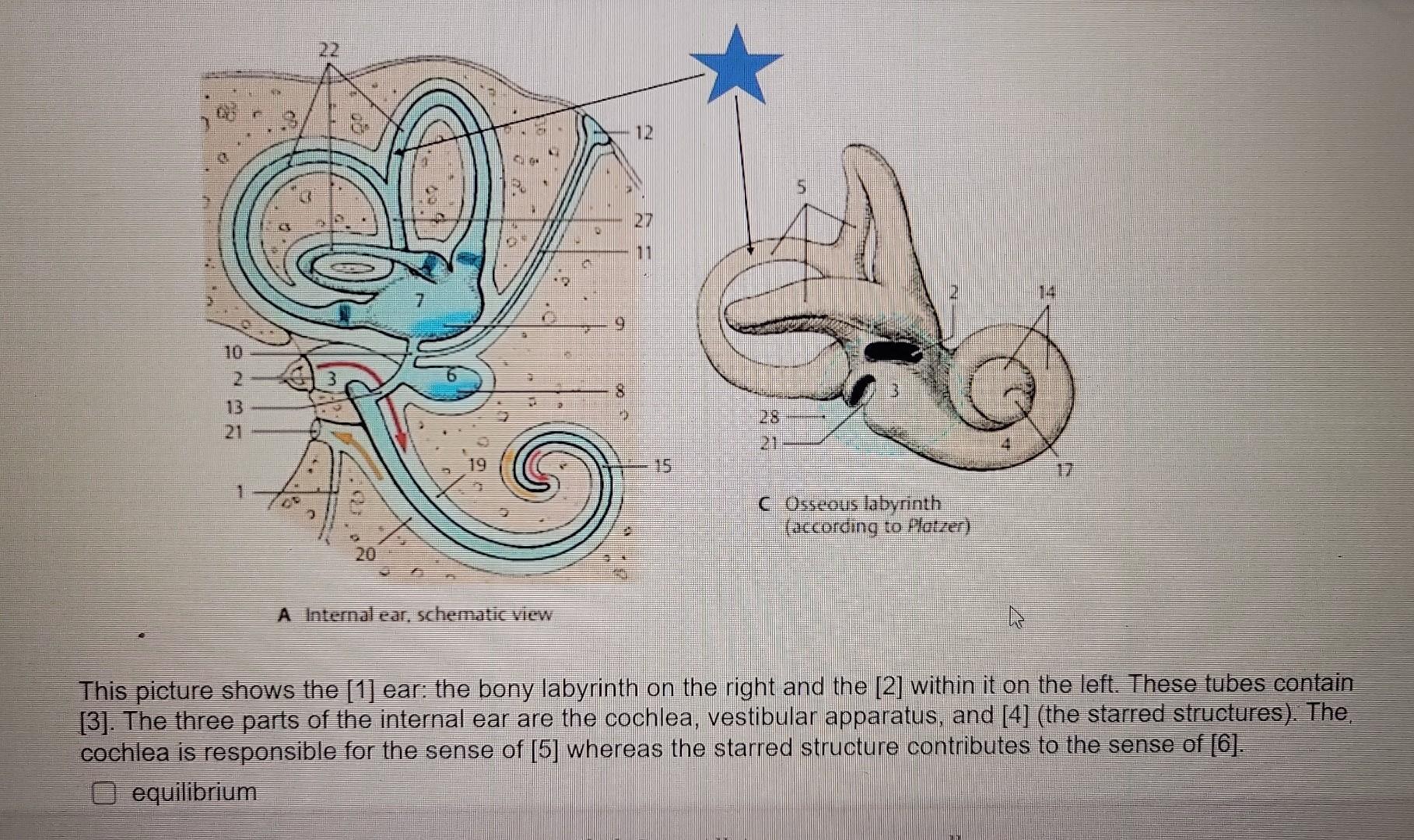Solved This picture shows the [1] ear: the bony labyrinth on | Chegg.com