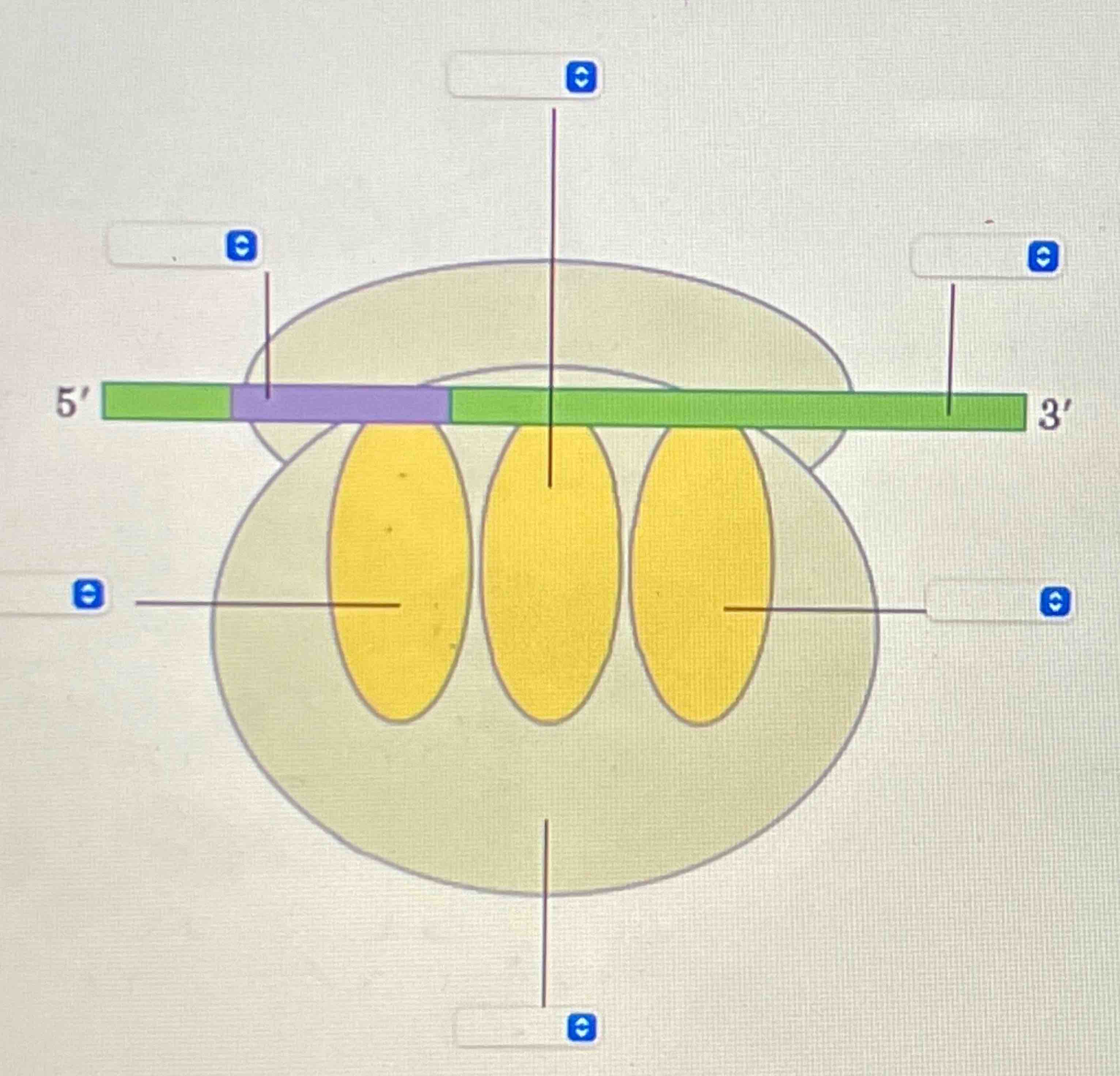 Solved There are three sites on the ribosome, each | Chegg.com