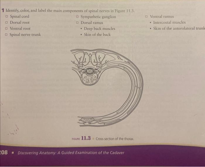 Solved 1 Identify, color, and label the main components of | Chegg.com