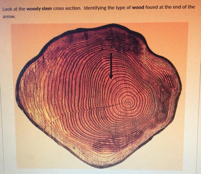 Solved Look at the woody stem cross section. Identifying the | Chegg.com