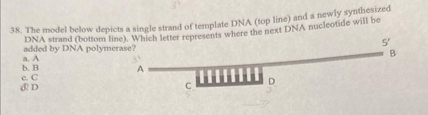 Solved The model below depicts a single strand of template | Chegg.com