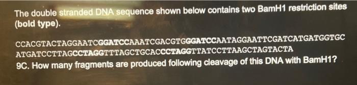 Solved The double stranded DNA sequence shown below contains | Chegg.com