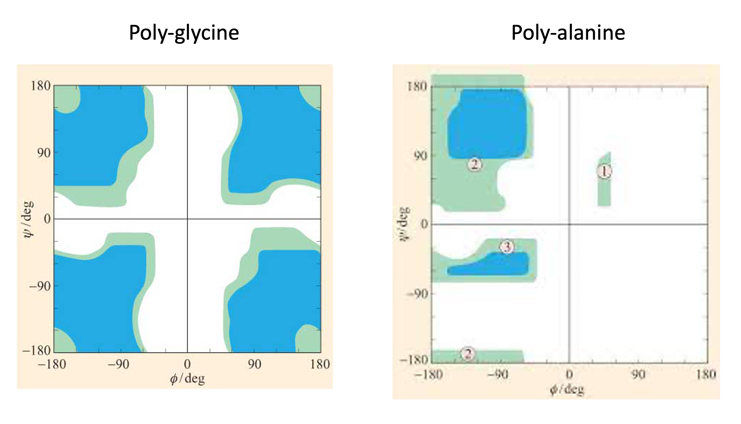 Solved Poly-glycinePoly-alanineBelow are the Ramachandran | Chegg.com