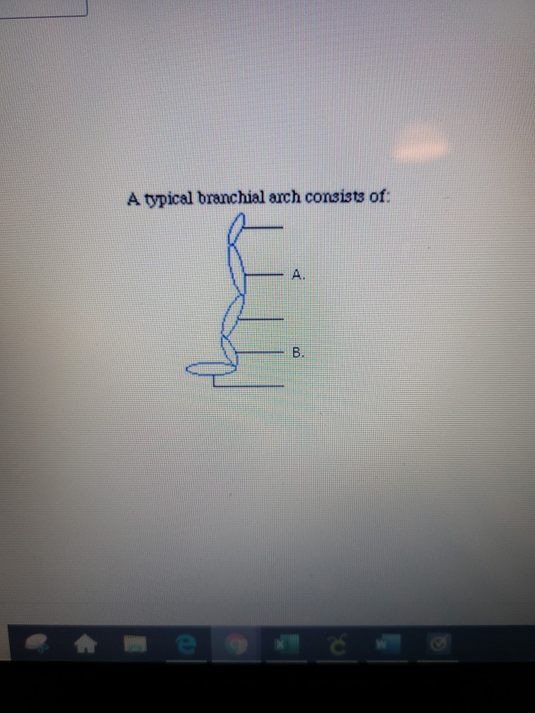 Solved A typical branchial arch consists of: A. B. e lĆ | Chegg.com