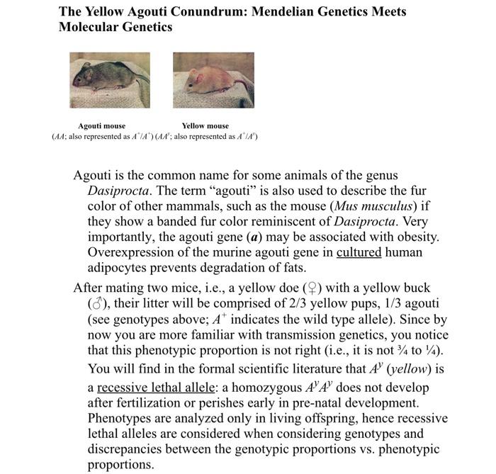 Solved The Yellow Agouti Conundrum: Mendelian Genetics Meets | Chegg.com