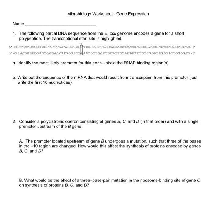 Solved 1. The following partial DNA sequence from the E. | Chegg.com