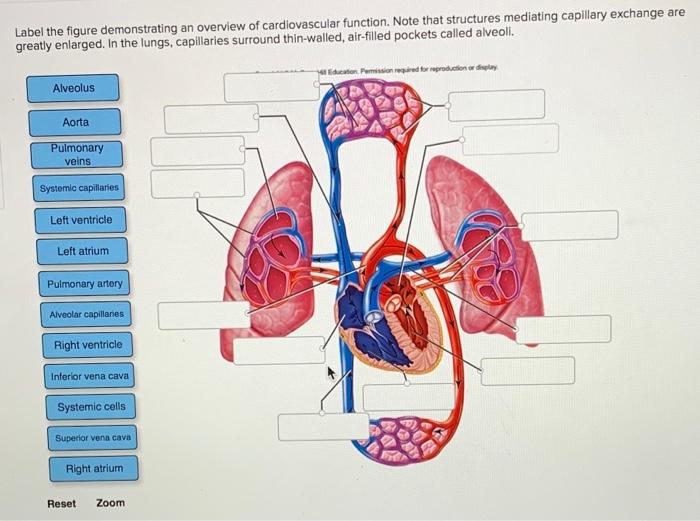 Solved Label the figure demonstrating an overview of | Chegg.com