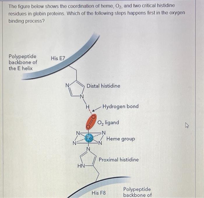 Solved The figure below shows the coordination of heme, O2, | Chegg.com