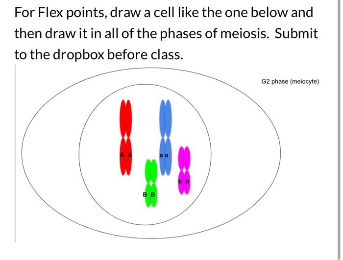 Solved Draw a cell like this one (image) and then draw it in | Chegg.com