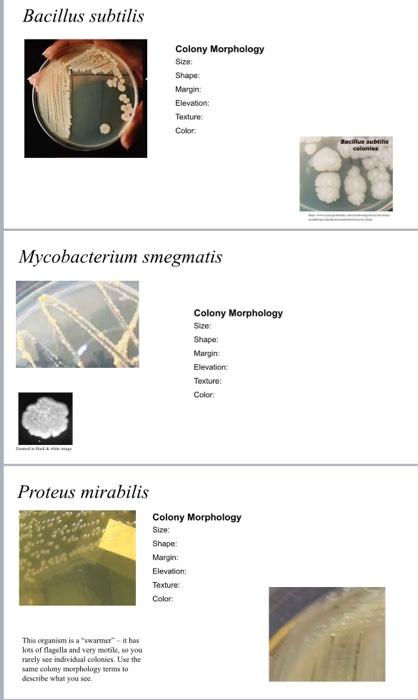 Bacillus subtilis Colony Morphology Size: Shape: | Chegg.com