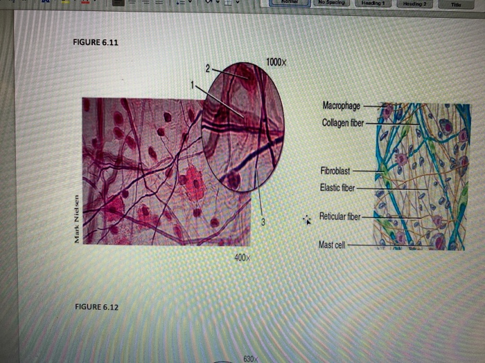Solved lipid storage area nucleus of adipocyte 2 FIGURE 6.12 | Chegg.com