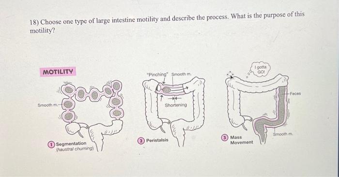 Solved 18) Choose one type of large intestine motility and | Chegg.com