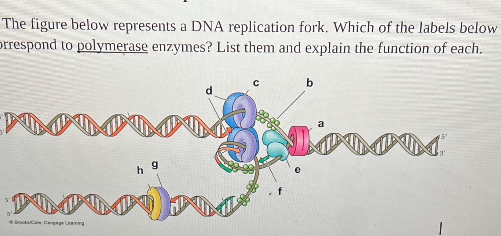 Solved The figure below represents a DNA replication fork. | Chegg.com