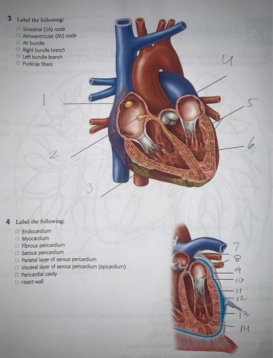 Solved 3 Label the following: Sinoatrial (SA) node | Chegg.com